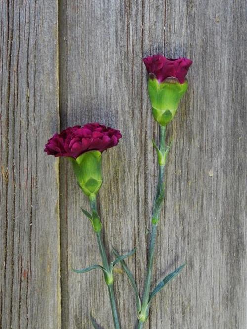 Wholesale Monsenor Purple Carnations Delivered Online | FlowerFarm