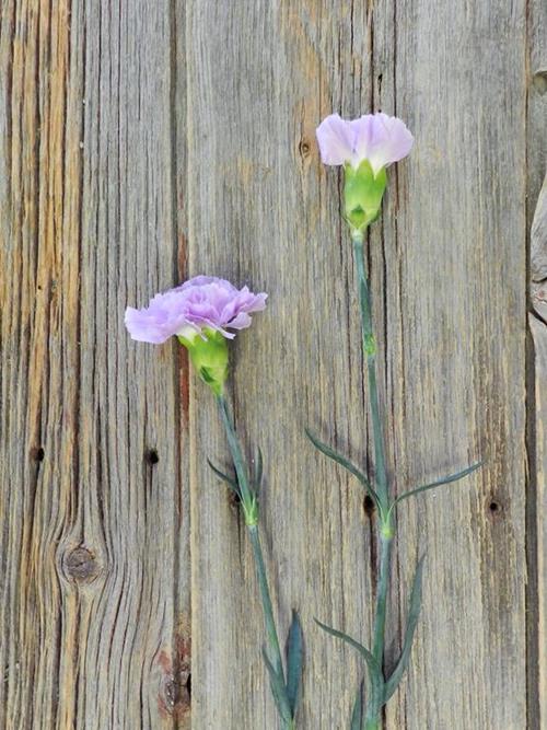 Wholesale Moonaqua Lavender Carnations Delivered Online | FlowerFarm