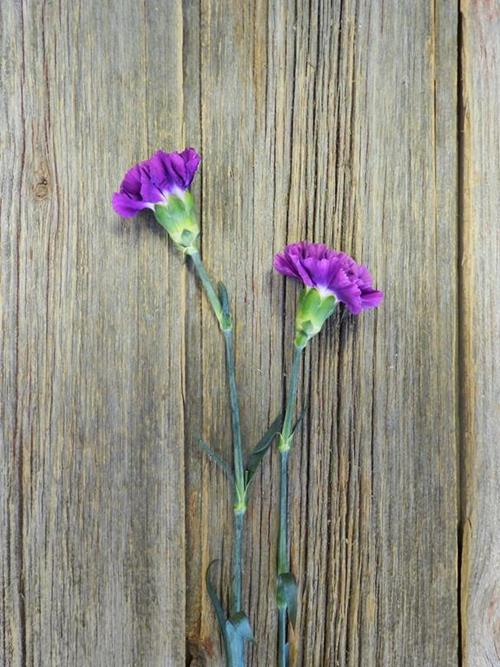 Wholesale Moonshade Purple Carnations Delivered Online | FlowerFarm