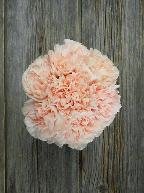 Wholesale Novia Peach Carnations Delivered Online | FlowerFarm