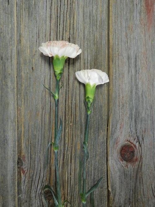 Wholesale Novia Peach Carnations Delivered Online | FlowerFarm