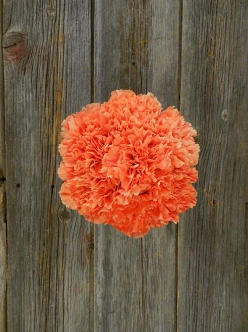 Wholesale Orange Carnations Delivered Online | FlowerFarm