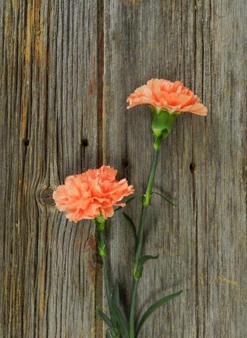 Wholesale Orange Carnations Delivered Online | FlowerFarm