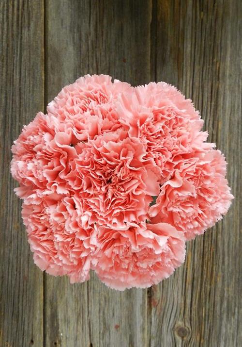 Wholesale Pink Carnations Delivered Online | FlowerFarm