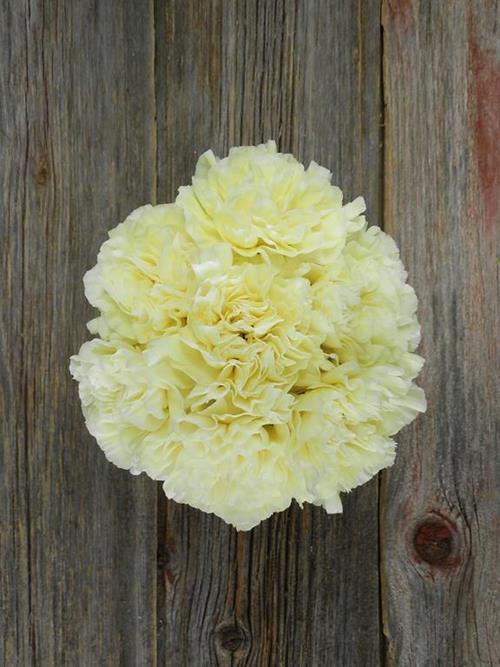 Wholesale Polimnia Cream Carnations Delivered Online | FlowerFarm