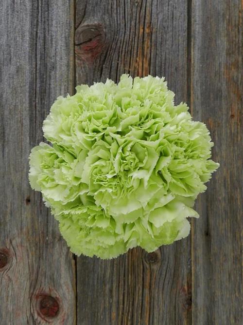 Wholesale Prado Mint Green Carnations Delivered Online | FlowerFarm