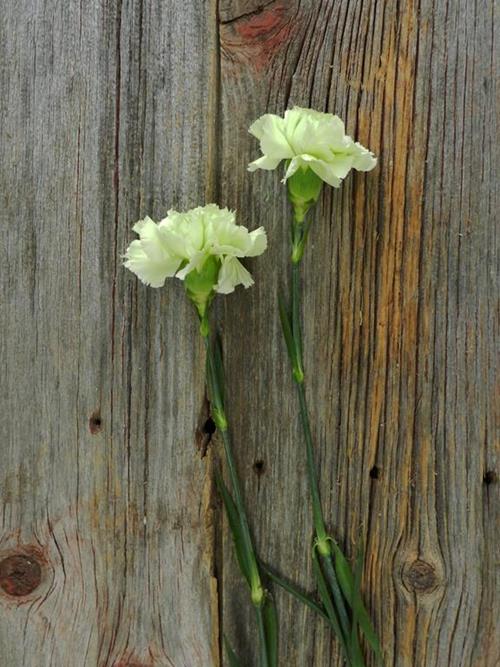 Wholesale Prado Mint Green Carnations Delivered Online | FlowerFarm