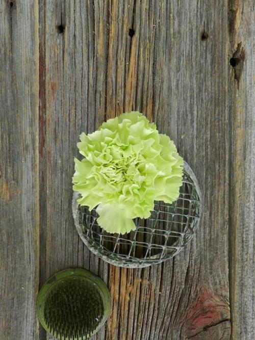 Wholesale Sherida Green Carnations Delivered Online | FlowerFarm