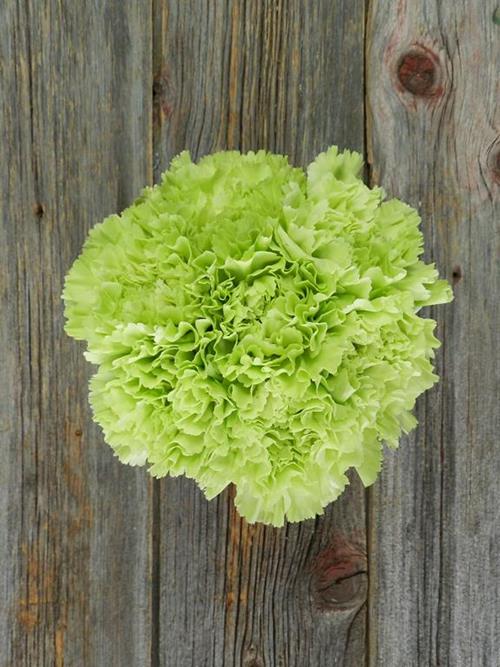 Wholesale Sherida Green Carnations Delivered Online | FlowerFarm