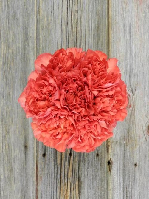 Wholesale Tangelo Coral Carnations Delivered Online | FlowerFarm