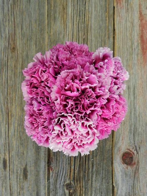 Wholesale Tenderly Fuchsia Carnations Delivered Online | FlowerFarm