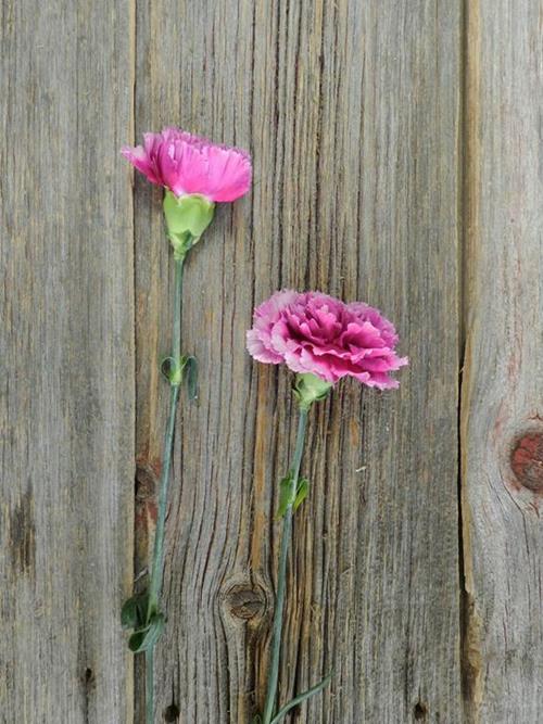 Wholesale Tenderly Fuchsia Carnations Delivered Online | FlowerFarm