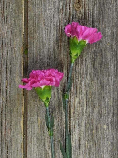 Wholesale Tiepolo Fuchsia Carnations Delivered Online | FlowerFarm