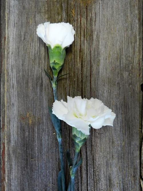 Wholesale White Carnations Delivered Online | FlowerFarm