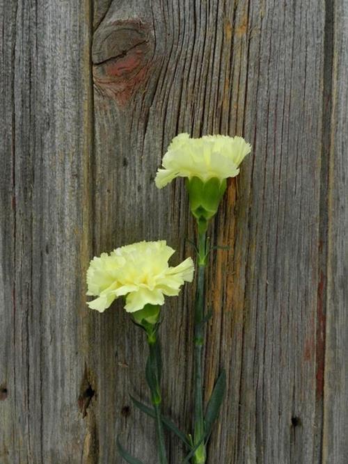 Wholesale Yellow Carnations Delivered Online | FlowerFarm