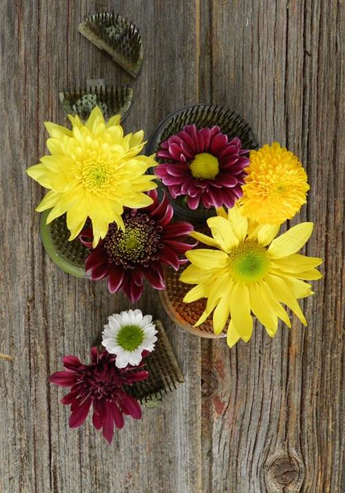 Wholesale Cdn Assorted Pompons Delivered Online | FlowerFarm