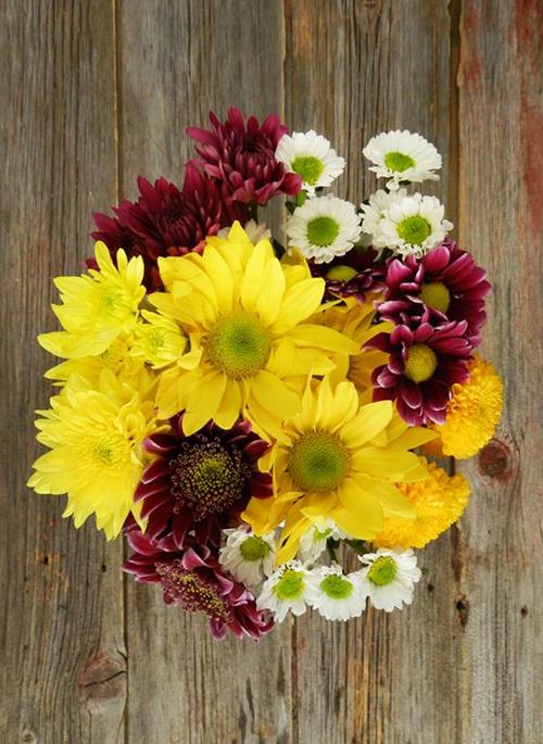 Wholesale Cdn Assorted Pompons Delivered Online | FlowerFarm