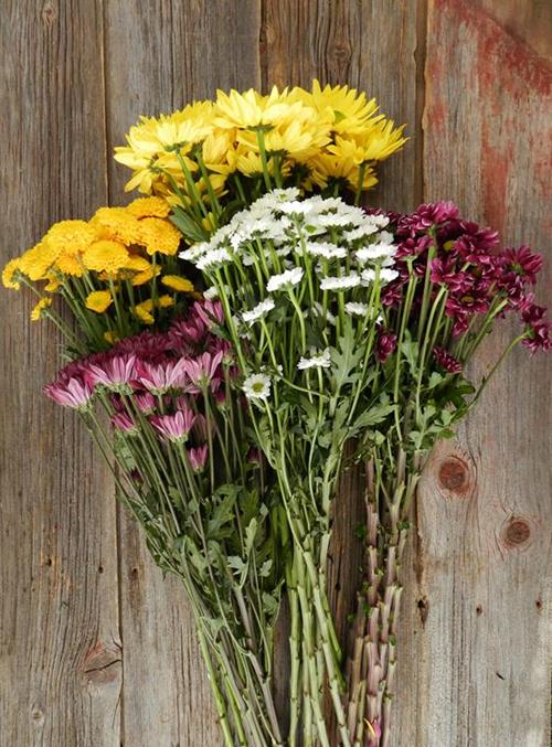 Wholesale Cdn Assorted Pompons Delivered Online | FlowerFarm