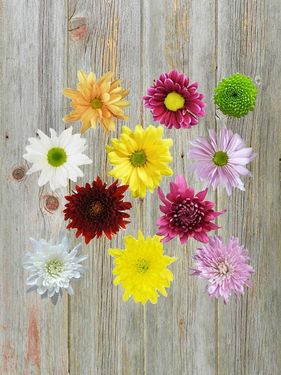 Wholesale Best Seller Assorted Alstromeria Combo Box Delivered Online ...