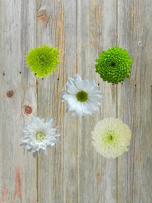 Wholesale Green Novelty Pompoms And White Cdn Pompons Assorted ...