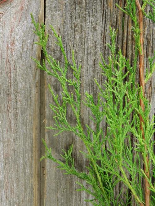 Wholesale Redwood Cedar Christmas Greens Delivered Online | FlowerFarm