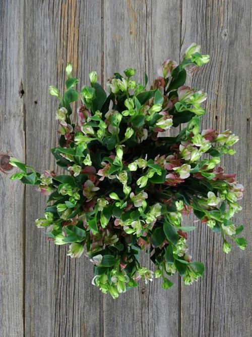 Wholesale Super Pink Charmelia Delivered Online | FlowerFarm