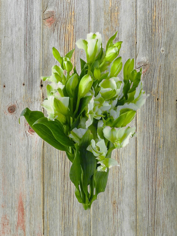 Wholesale Charmelia White Delivered Online | FlowerFarm