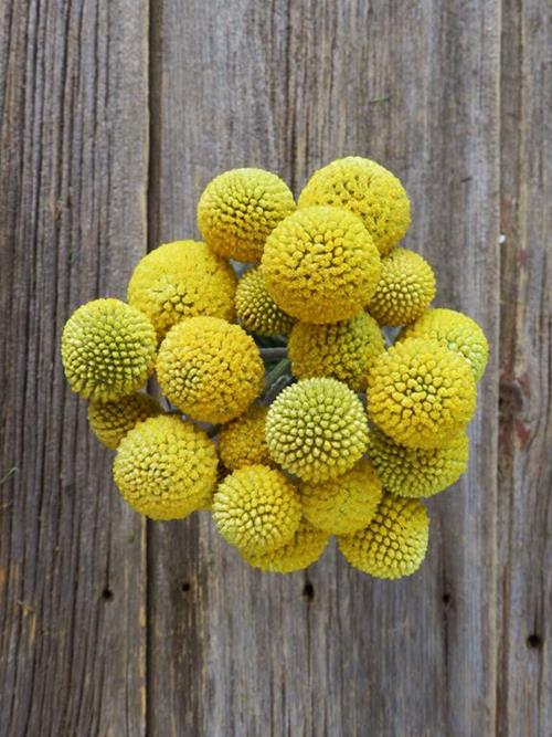 Wholesale Yellow Craspedia Delivered Online | FlowerFarm