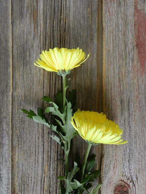 Wholesale Cremone Yellow Disbuds Delivered Online | FlowerFarm
