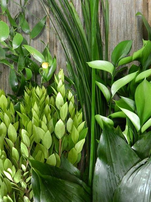 Wholesale Cupid Combo Pack- Mixed Greens Delivered Online | FlowerFarm