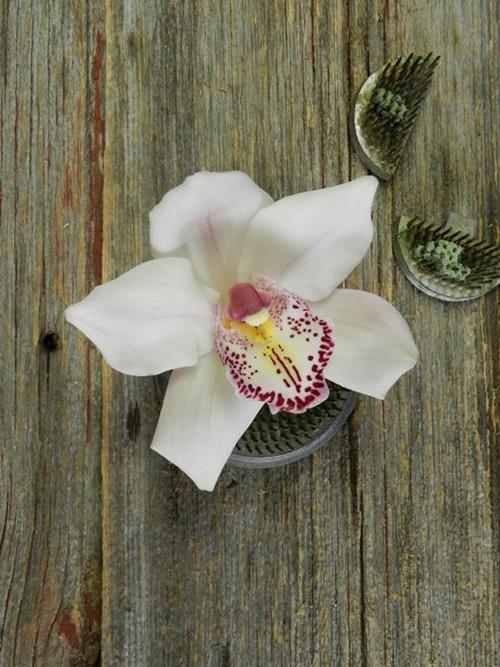 Wholesale White Cymbidium Delivered Online | FlowerFarm