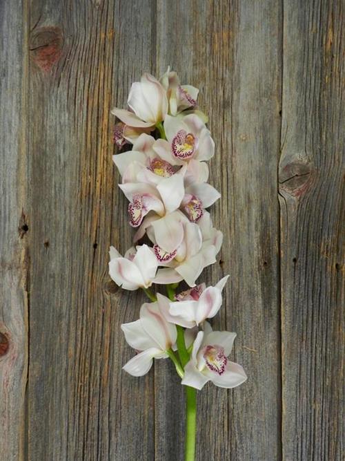 Wholesale White Cymbidium Delivered Online | FlowerFarm