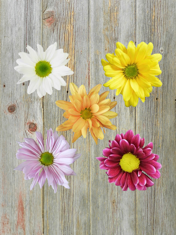 Wholesale Best Seller Daisy Assorted Pompons Delivered Online | FlowerFarm