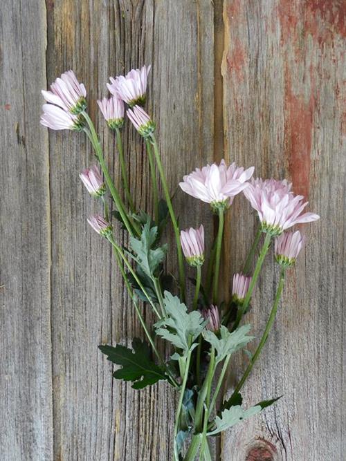 Wholesale Daisy Lavender Pompons Delivered Online | FlowerFarm