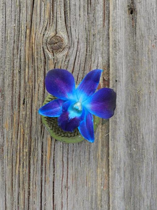 Wholesale Bombay Tinted Blue 60- Dendrobium Orchid Delivered Online ...