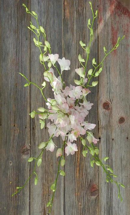 Wholesale Pink Dendrobium Orchid Delivered Online | FlowerFarm