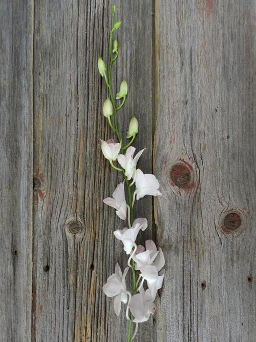 Wholesale Pink Dendrobium Orchid Delivered Online | FlowerFarm