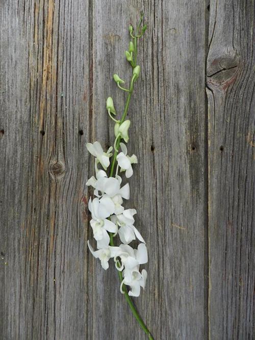 Wholesale White Dendrobium Orchid Delivered Online | FlowerFarm