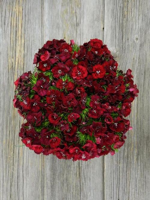 Wholesale Burgundy Gypsy Dianthus Delivered Online | FlowerFarm