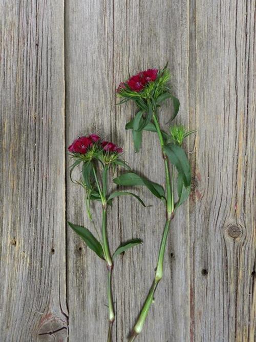 Wholesale Gypsy Fuchsia Dianthus Delivered Online | FlowerFarm