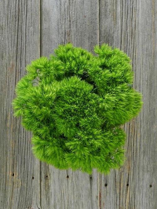 Wholesale Green Trick Dianthus Delivered Online | FlowerFarm