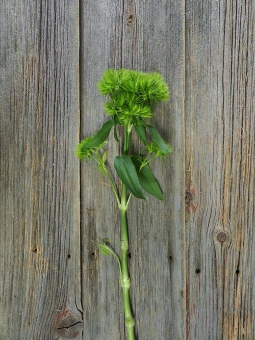 Wholesale Green Trick Dianthus Delivered Online | FlowerFarm