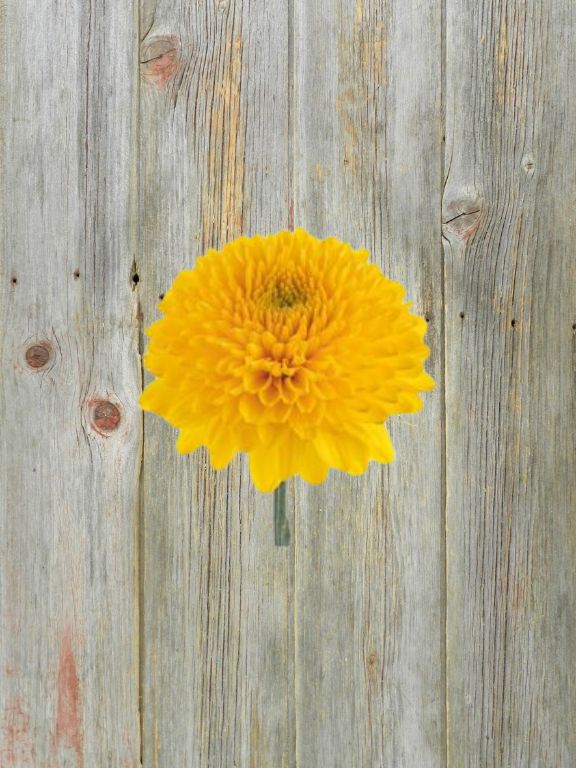 Wholesale Paladov Sunny Yellow Ball Disbud Delivered Online | FlowerFarm