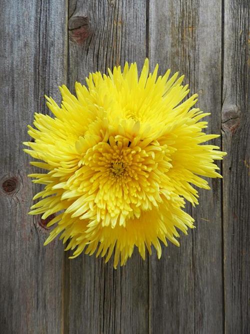 Wholesale Anastasia Yellow Disbuds Delivered Online | FlowerFarm