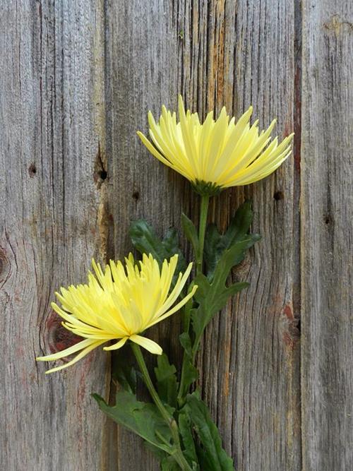 Wholesale Anastasia Yellow Disbuds Delivered Online | FlowerFarm