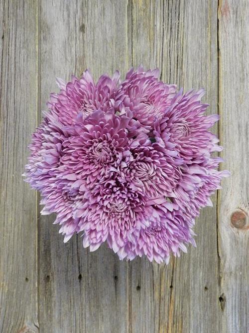 Wholesale Carina Lavender Cremones Delivered Online | FlowerFarm