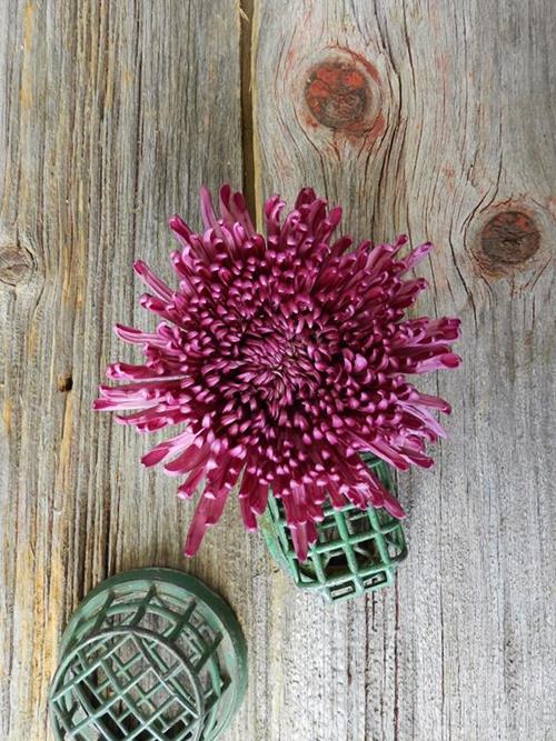 Wholesale Disbuds & Mums Delivered | FlowerFarm