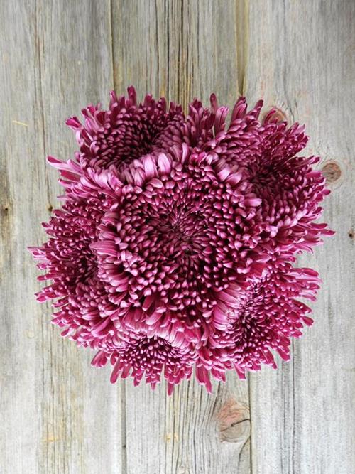 Wholesale Purple Spiders Delivered Online | FlowerFarm