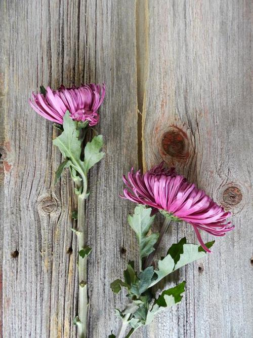 Wholesale Purple Spiders Delivered Online | FlowerFarm