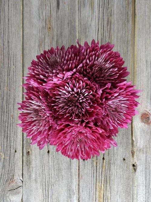 Wholesale Cremone Purple Disbuds Delivered Online | FlowerFarm